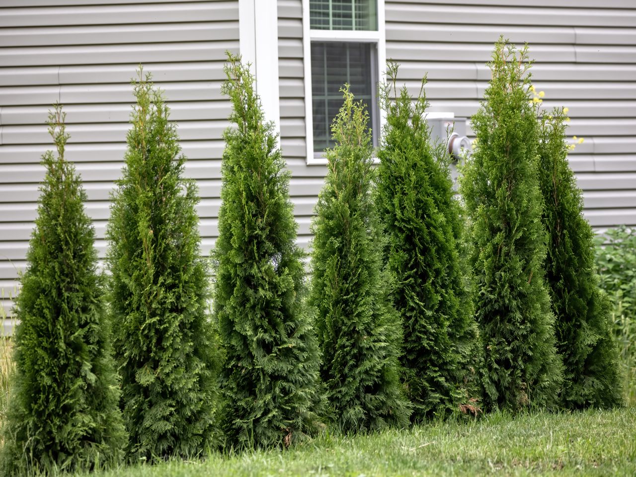 5 Affordable Privacy Trees That Create Screening on a Budget | Livingetc