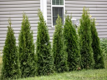 5 Affordable Privacy Trees That Create Screening on a Budget | Livingetc