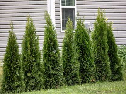 5 Affordable Privacy Trees That Create Screening on a Budget | Livingetc