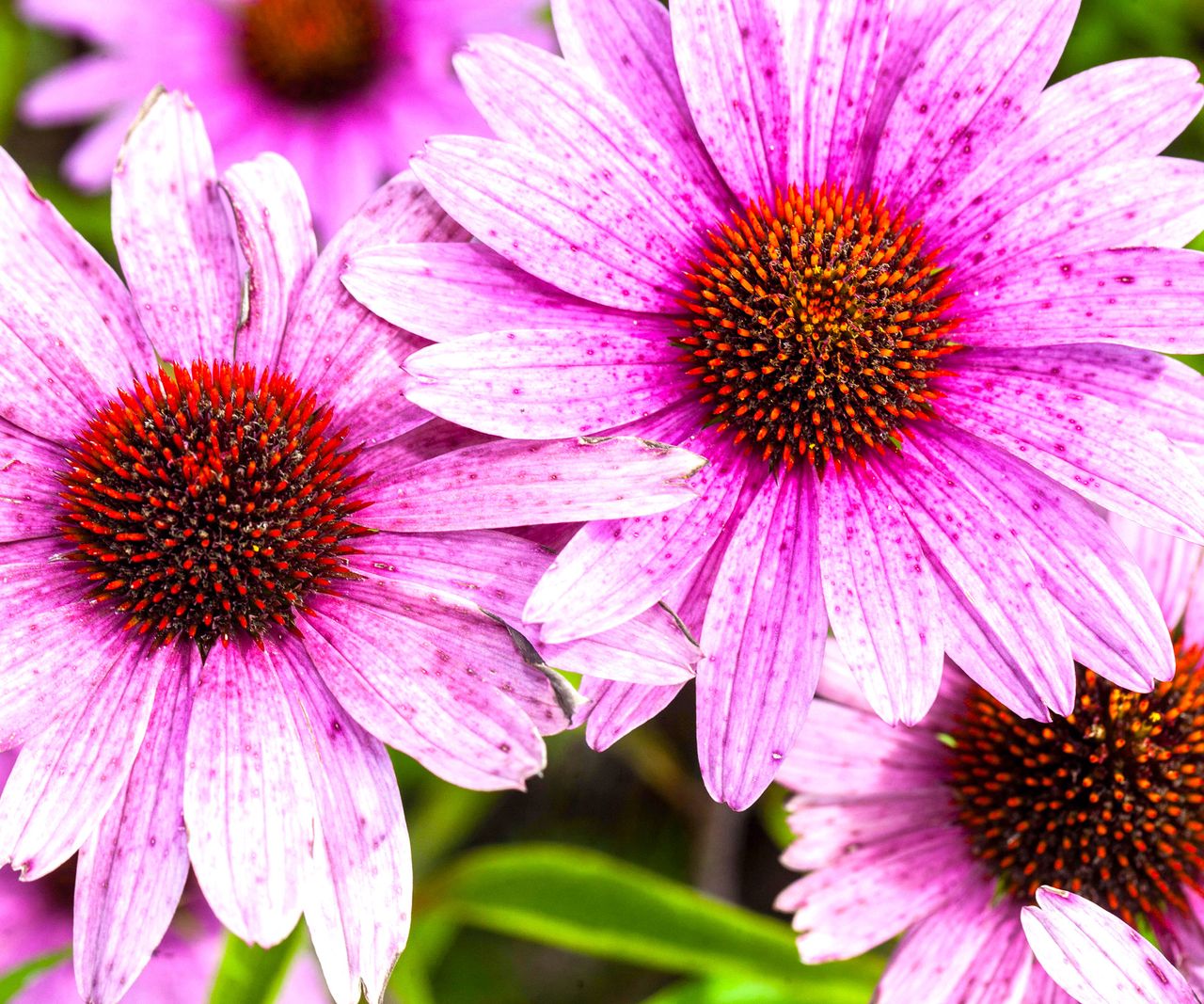 Best coneflower varieties: 15 charming echinaceas for summer | Homes ...