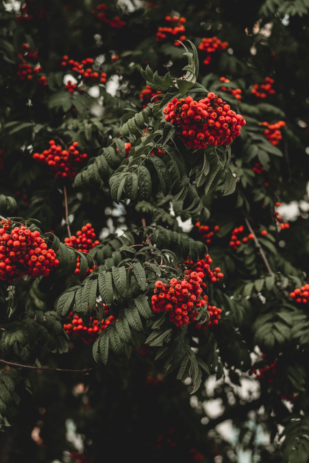 The best plants for autumn berries: add stunning seasonal colour to ...