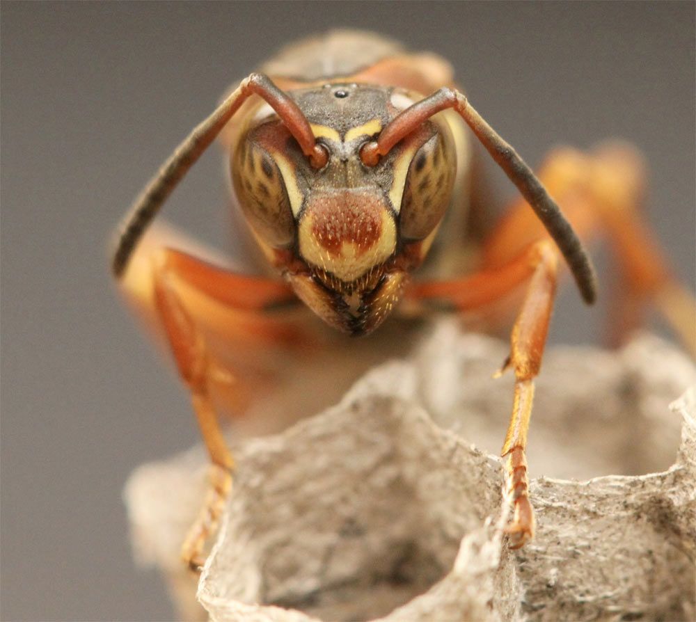 Googly Eyes: Photos of Striking Wasp Faces | Live Science
