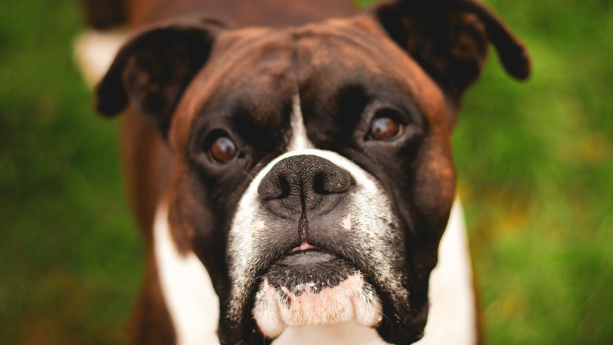Facts about boxer dogs | PetsRadar