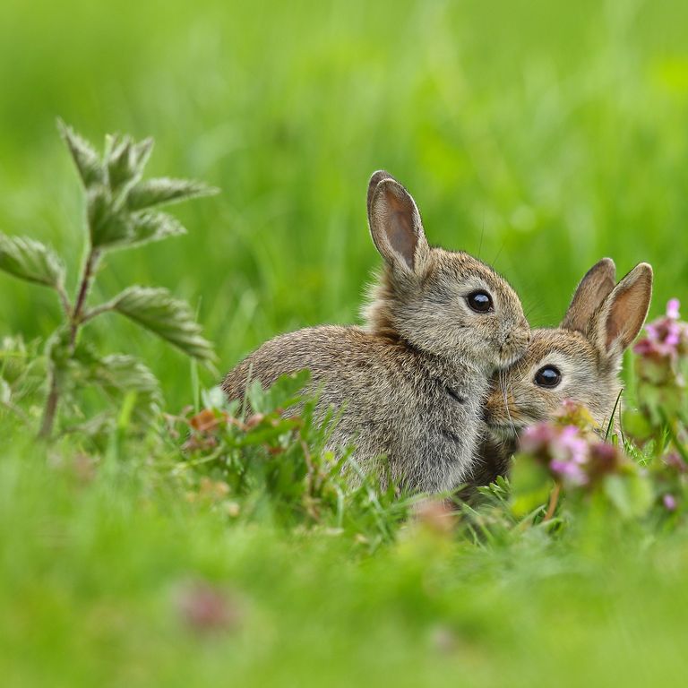 Stinging nettle benefits: good to eat and good for wildlife | Homes ...