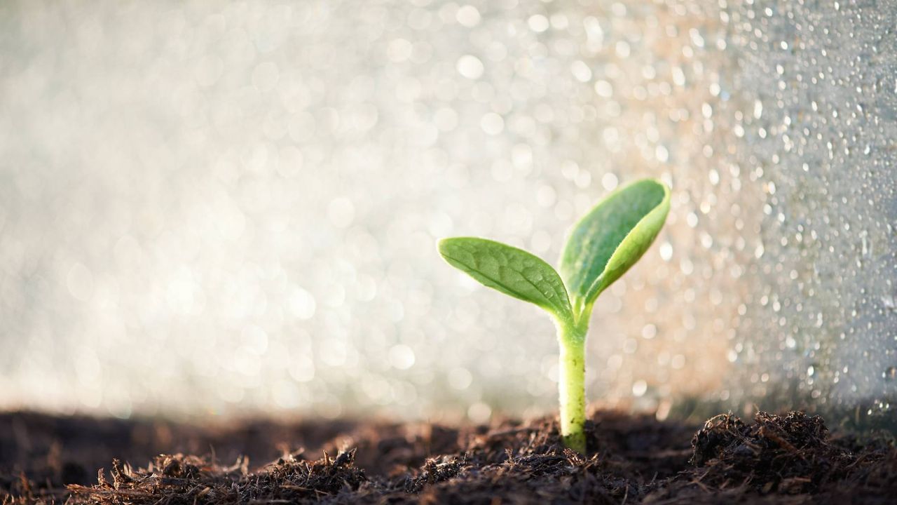 This is the Exact Moment to Remove Seedling Covers | Gardening Know How