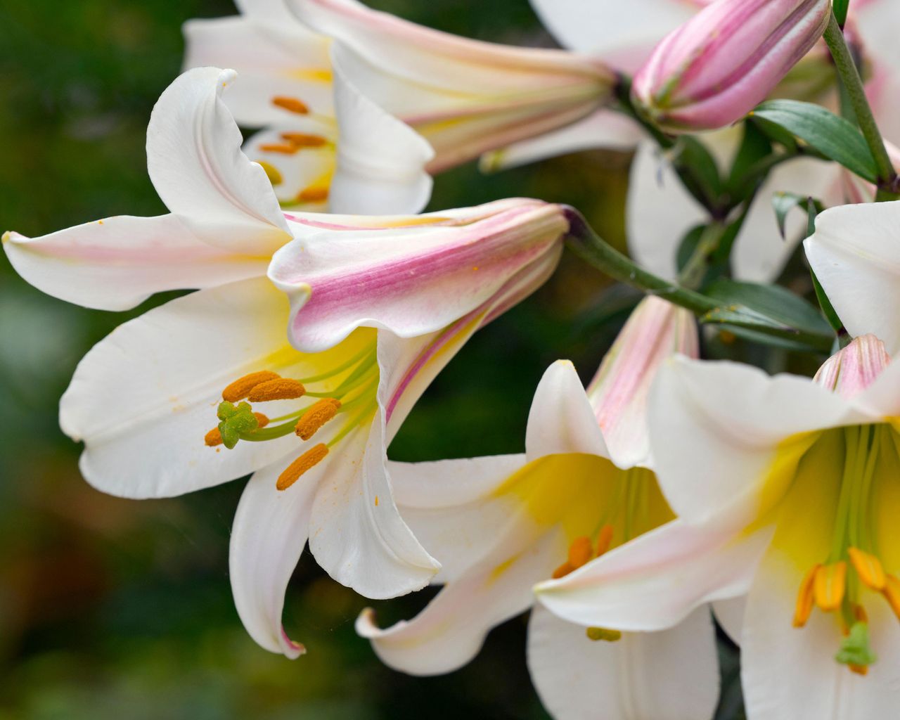 Types of lilies: 16 gorgeous varieties to choose from | Gardeningetc