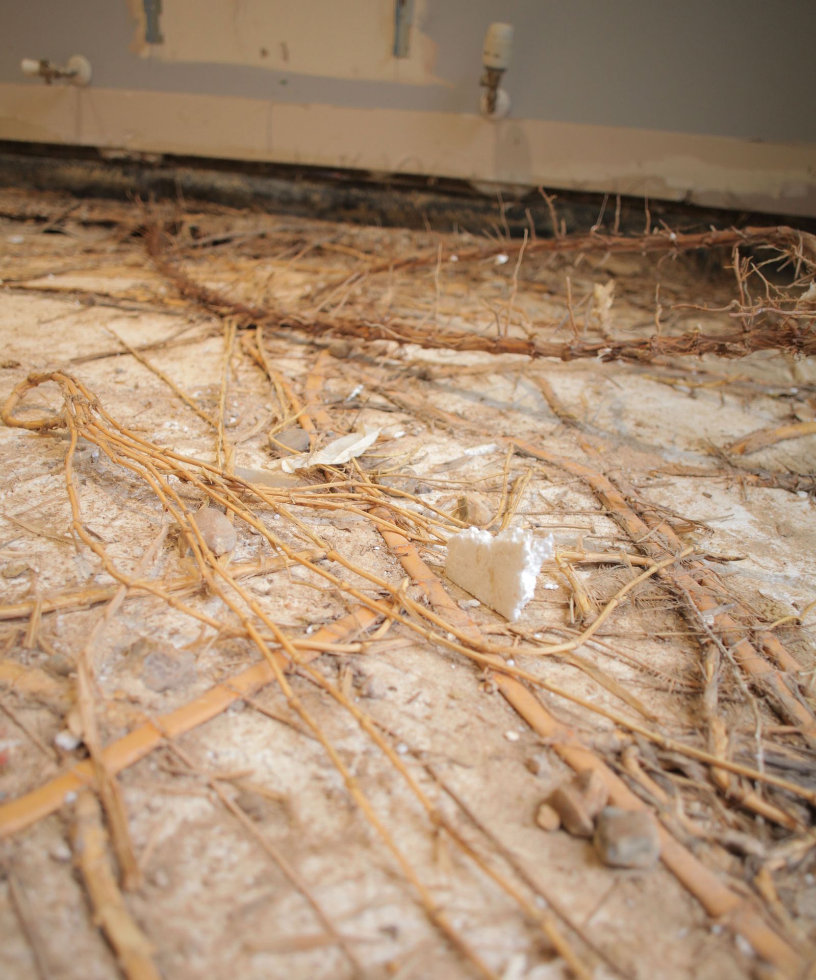 Expert issues bamboo warning as house is invaded | Gardeningetc