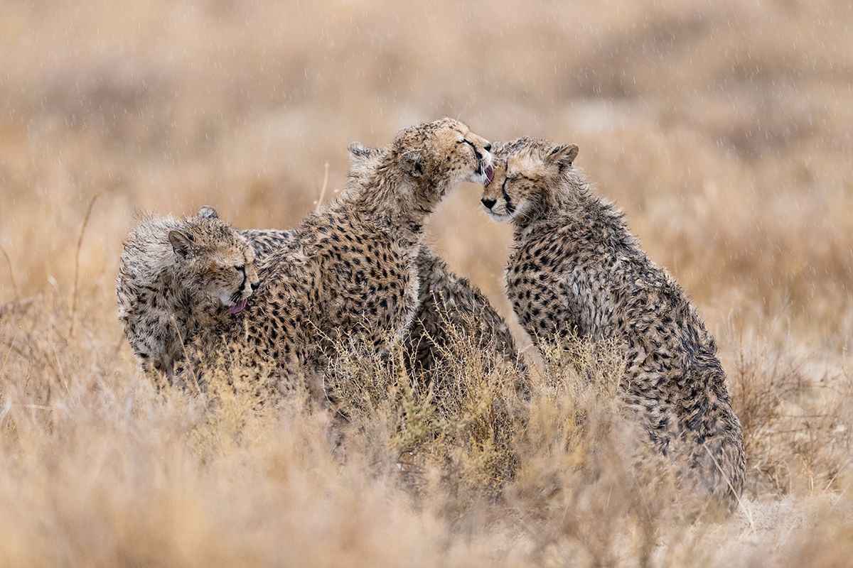 Wildlife photography competition showcases incredible cheetah pictures ...