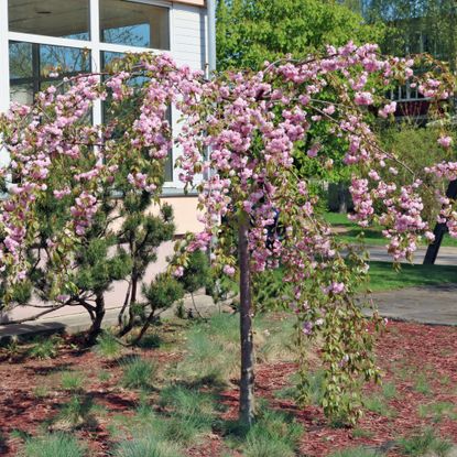 What cherry blossom tree is the best for a small garden? | Ideal Home