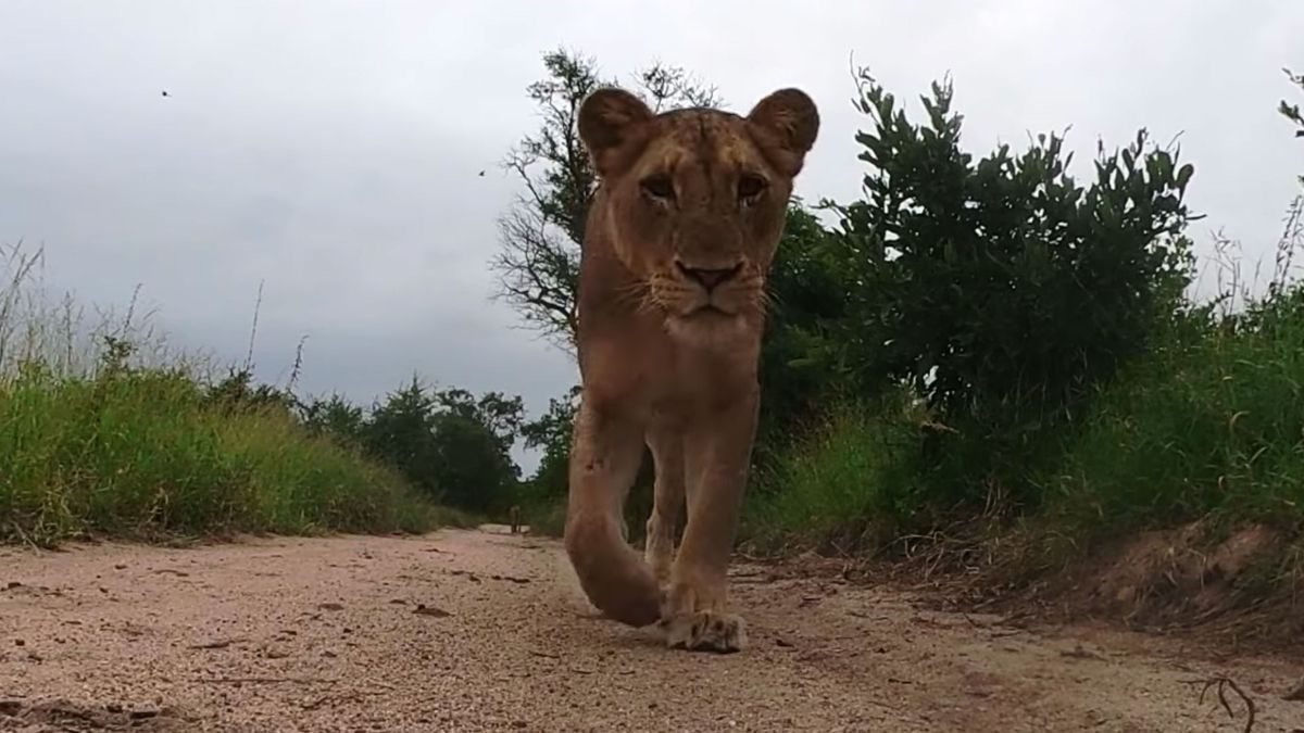 Check out the incredible footage captured when a lion stole a GoPro | T3
