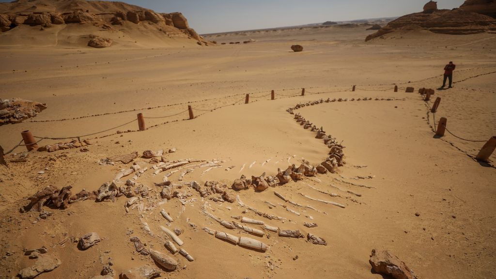 Whale Valley: Egypt's fossil-rich desert that shows the evolution of ...