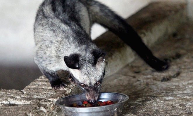 Coffee made from cat poop: Preserving the integrity of the world's ...