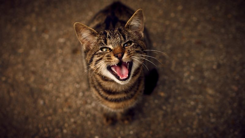 why do cats meow? | PetsRadar