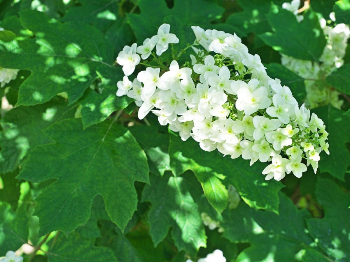 Southern Plants For Landscape Design: Growing Shrubs In The Southeast ...