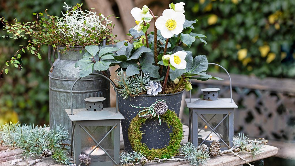 5 Easy Winter Container Recipes For Last-Minute Porch Pots | Gardening ...