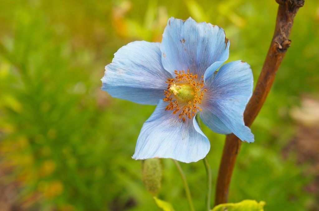 Blue Himalayan Poppy Care - Learn How To Grow Blue Poppies In The ...