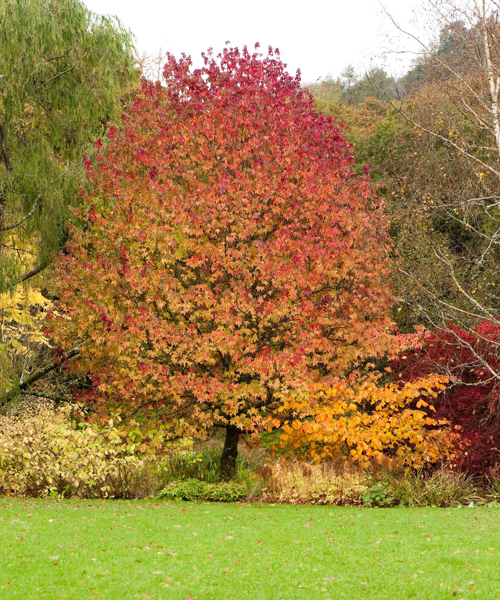 Best backyard trees: 10 choices for yards big or small | Gardeningetc