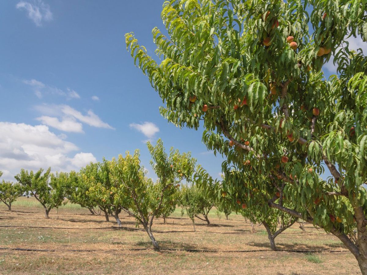 Southern Fruit Tree Varieties: Fruit Trees For South Central States ...