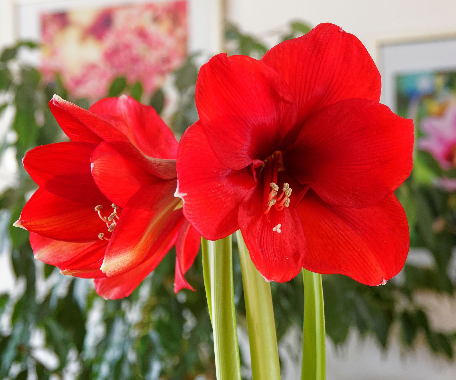 4 Emotional Support Plants That Truly Boost My Mental Health ...