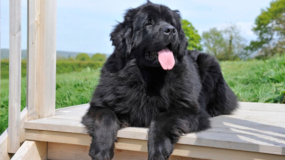 20 laziest dog breeds | PetsRadar