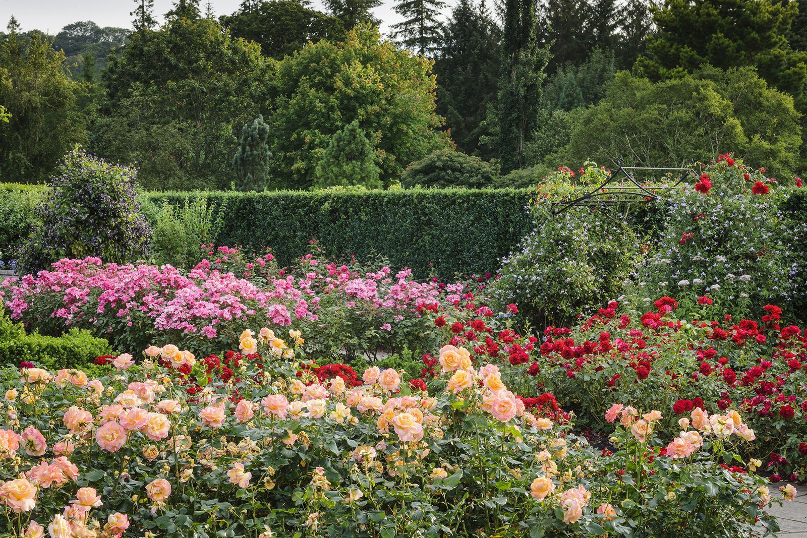 Rose garden ideas: 14 rose gardens to inspire | Homes and Gardens