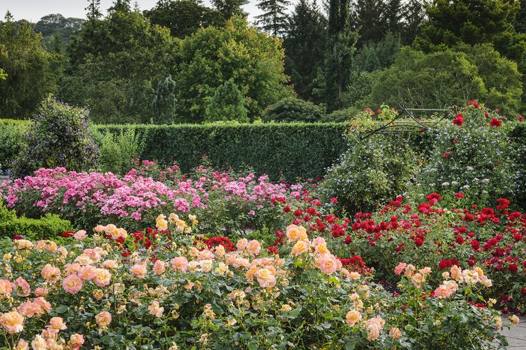 Rose garden ideas: 14 rose gardens to inspire | Homes and Gardens