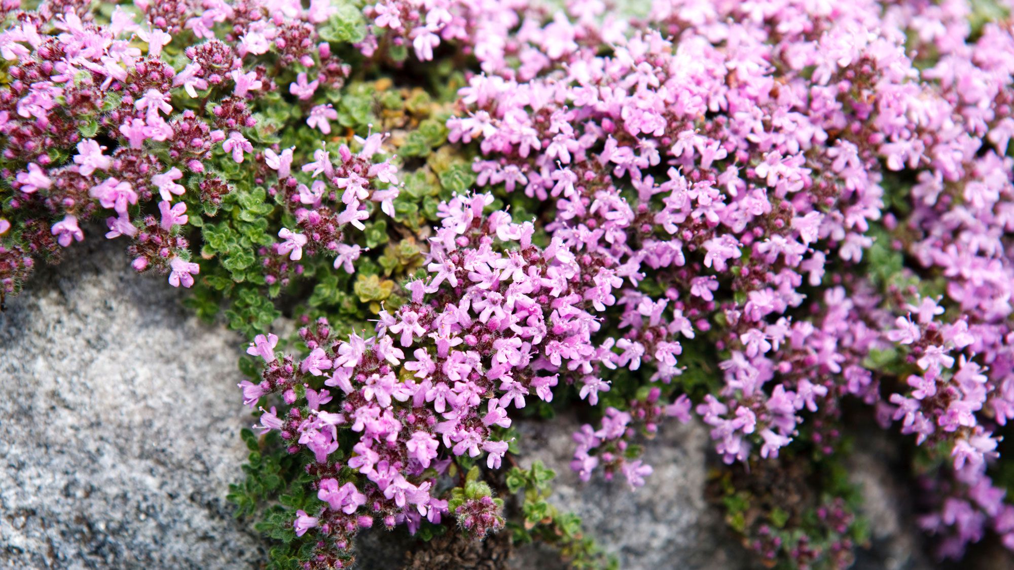 Ditch The Paving Weeds | Make a Herbal Path With 5 Herbs | Gardening ...