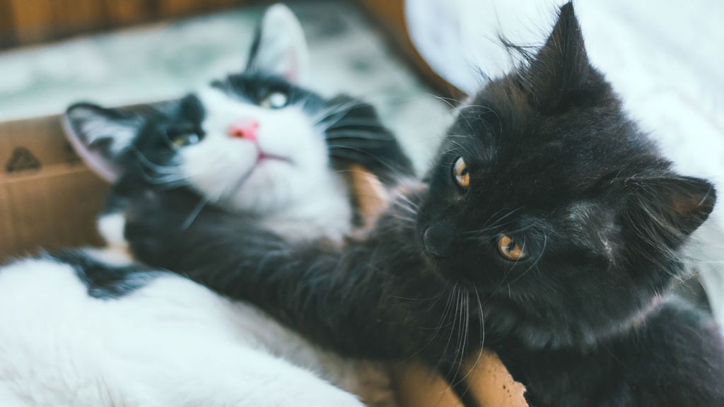 Vet shares four tips for dealing with aggressive kittens — and the last ...