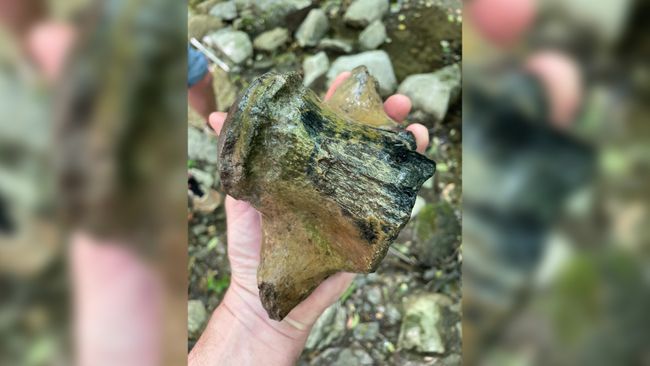 Giant 'dragon of death' with 30-foot wingspan unearthed in Argentina ...