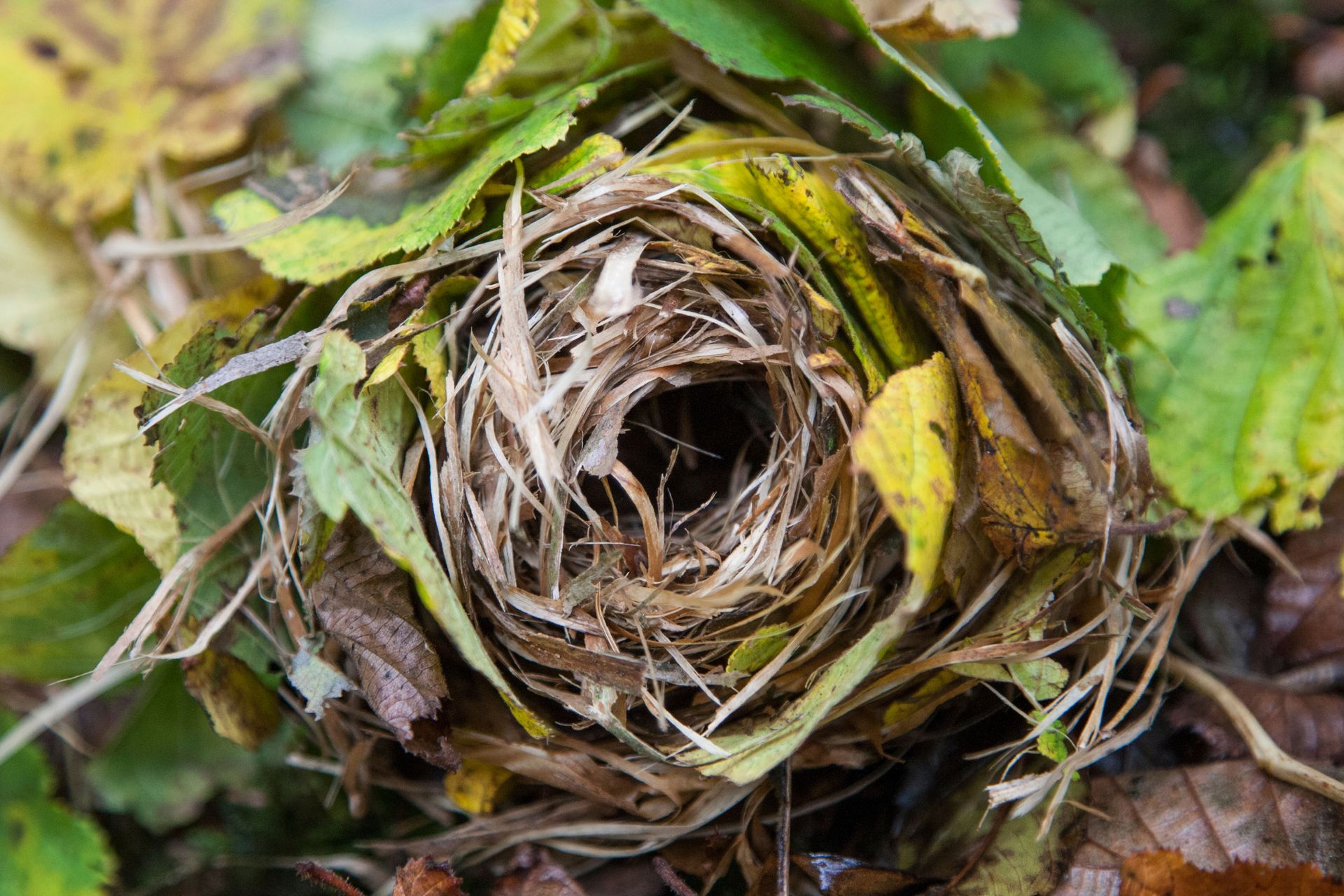 The humble hazel dormouse — 'the flagship species of the health of our ...
