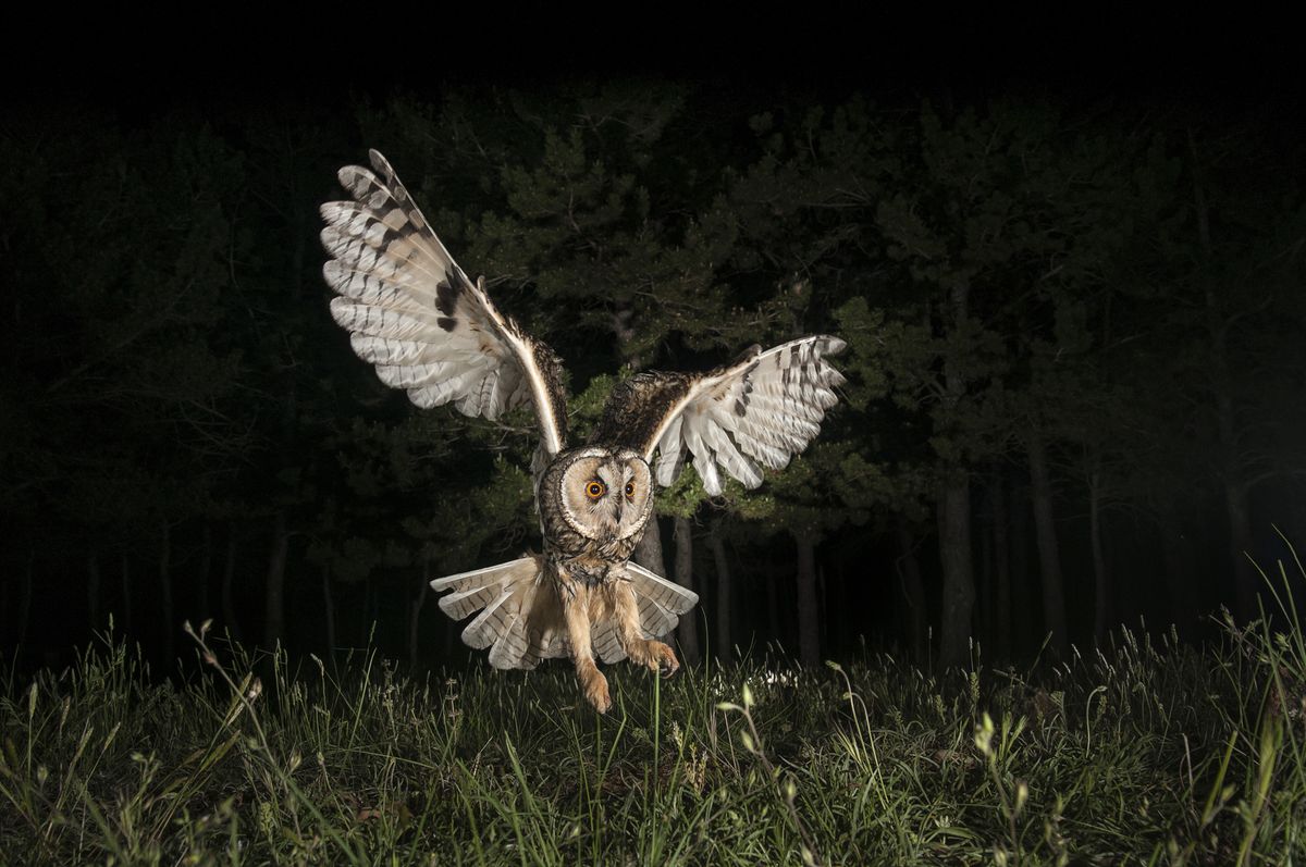 Amazing photos of nocturnal animals | Live Science