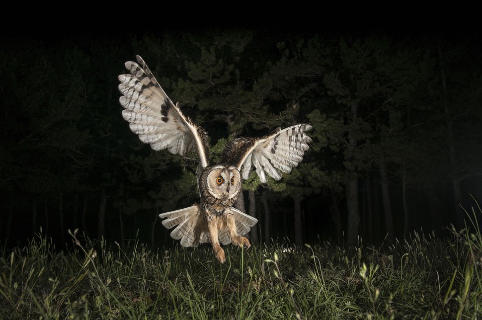 Amazing photos of nocturnal animals | Live Science