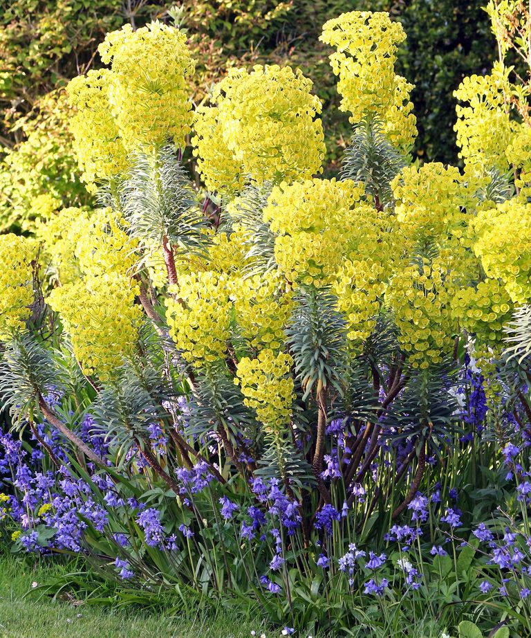 Best spring flowering plants: 25 picks for seasonal blooms | Gardeningetc
