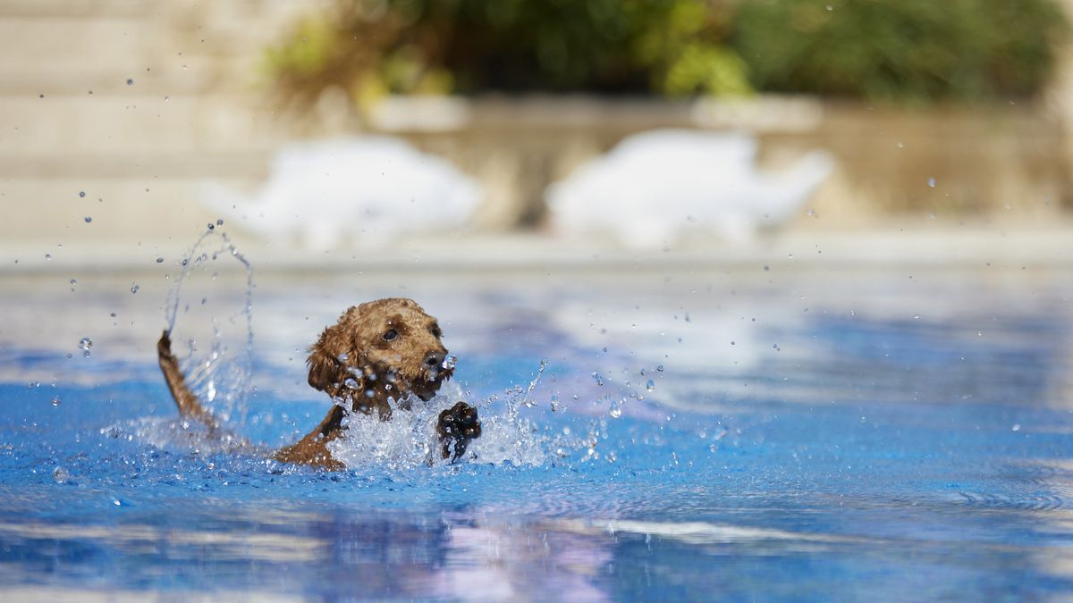 32 dog breeds that are made for swimming | PetsRadar