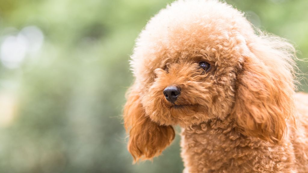 Toy poodle: Breed profile and information | PetsRadar
