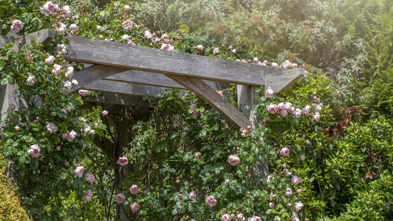How to put up a wall trellis: a step-by-step expert guide | Homes and ...