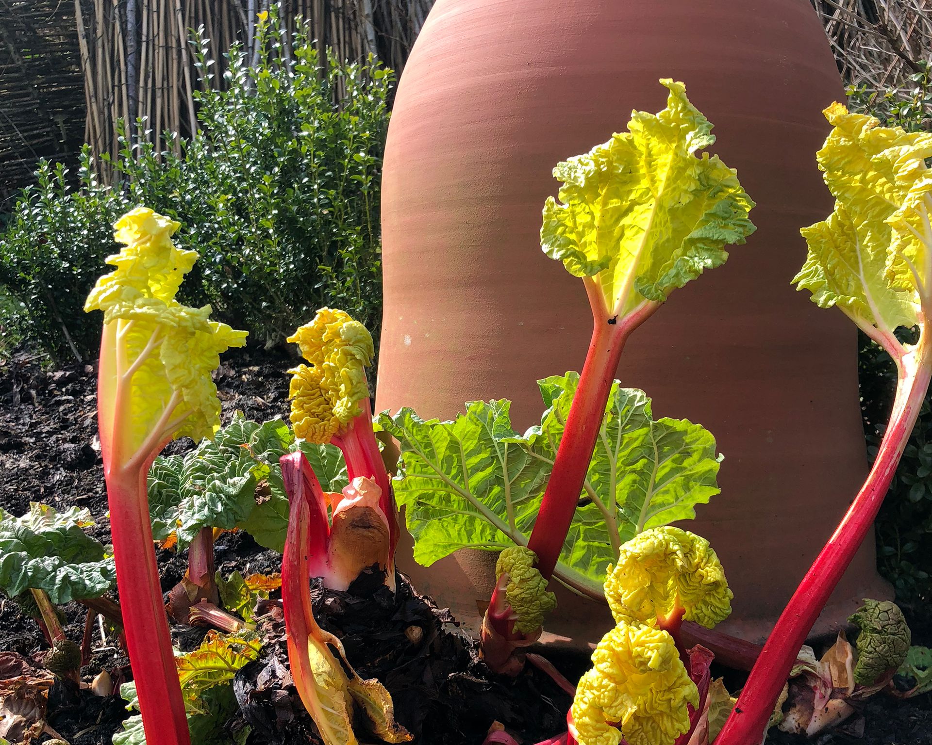 How to harvest rhubarb: enjoy this easy-to-grow seasonal treat | Homes ...