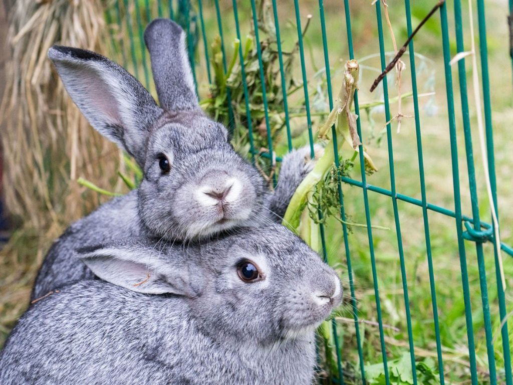 Keeping Backyard Bunnies – How To Raise Rabbits In Your Backyard ...