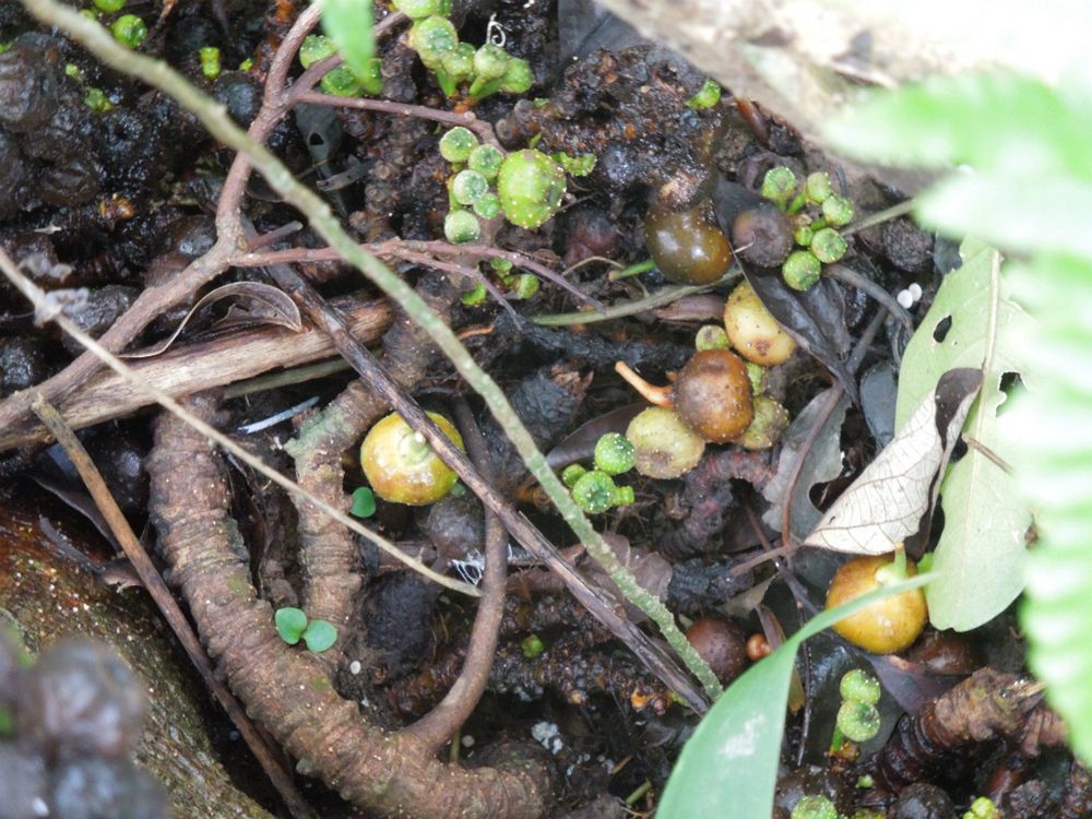 Photos: One Worm, Five Shape-Shifting Mouths | Live Science