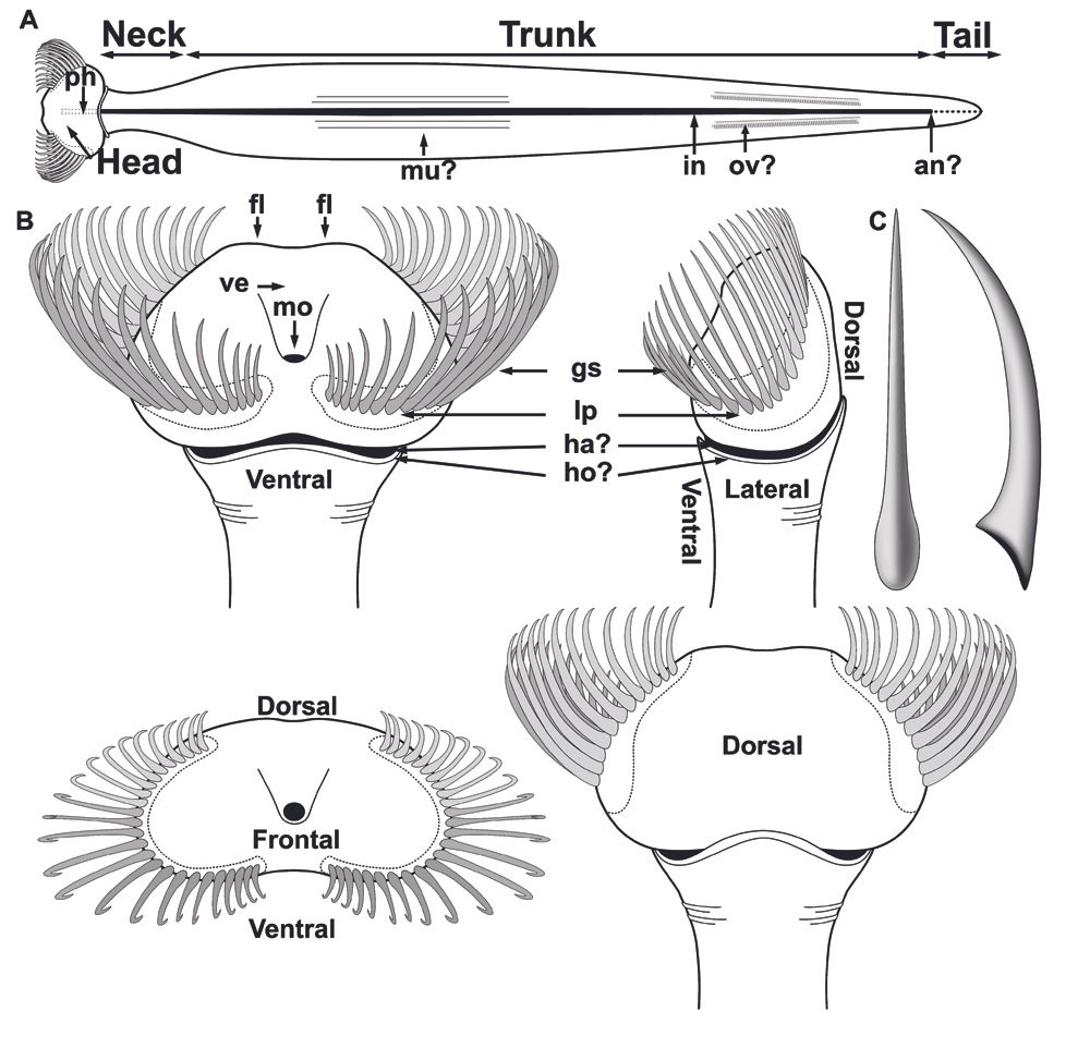 Photos: Primordial Worm Snatched Prey with Spines on Its Head | Live ...