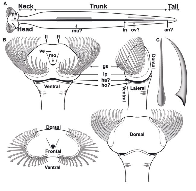 Photos: Primordial Worm Snatched Prey with Spines on Its Head | Live ...