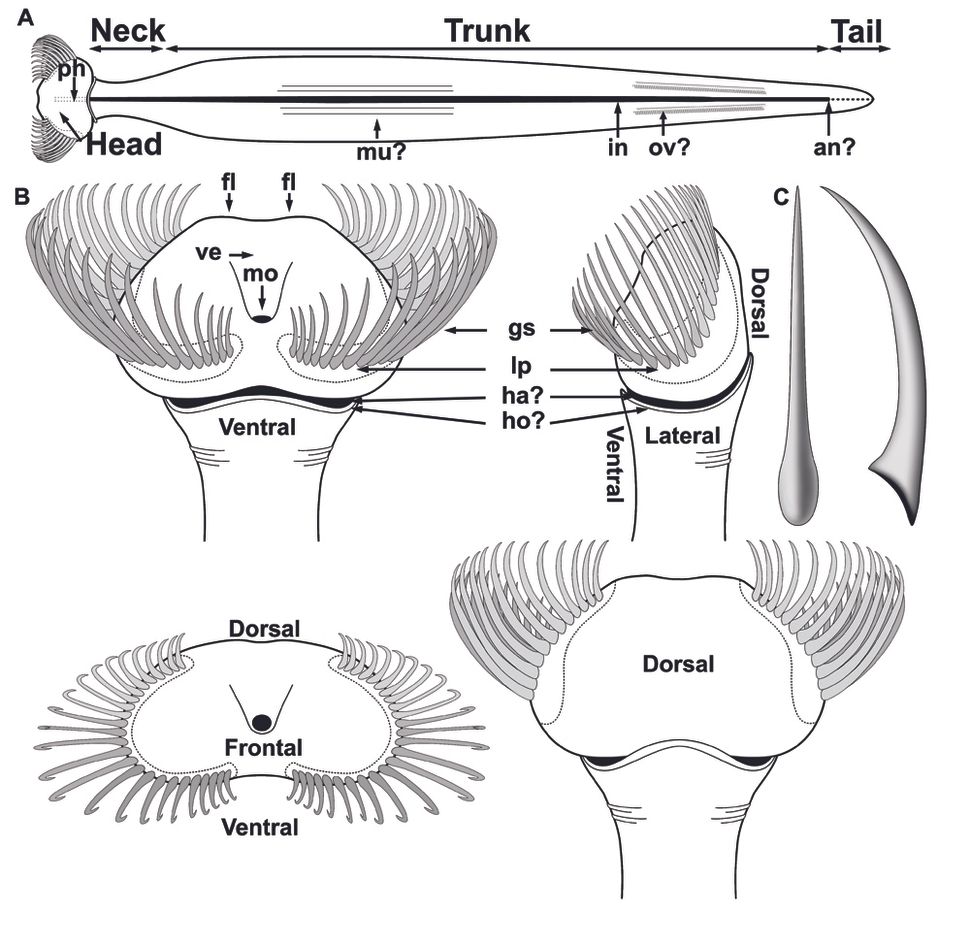 Photos: Primordial Worm Snatched Prey with Spines on Its Head | Live ...
