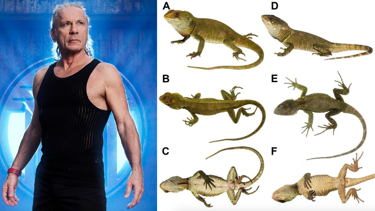 Scientists in Peru name a new species of lizard after Iron Maiden's ...