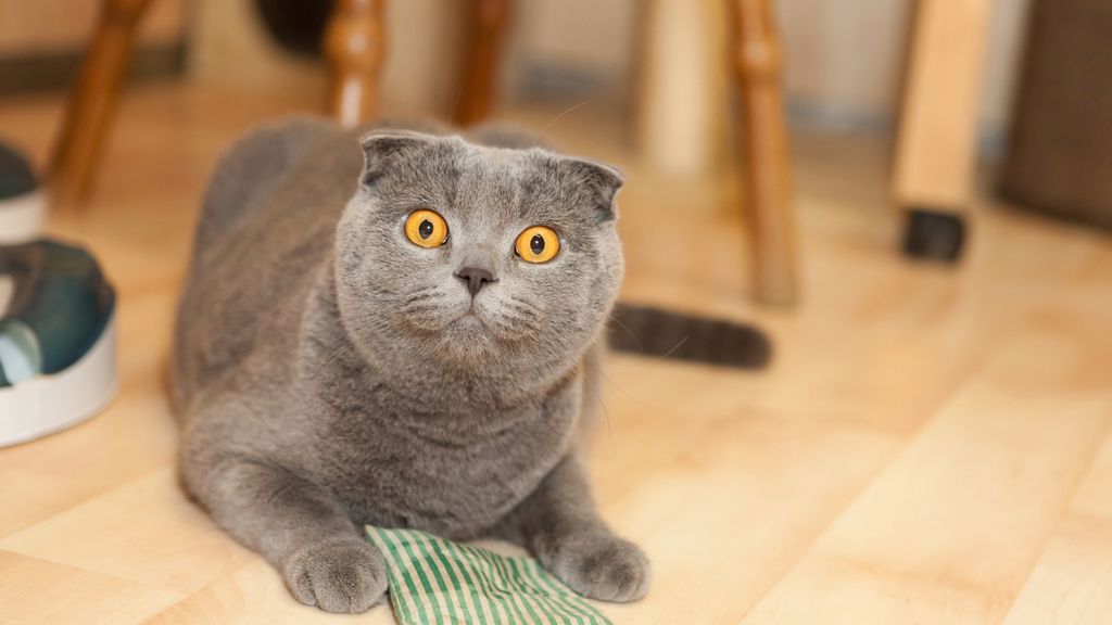 Valerian for cats: Vet reveals the pros, cons, and effects | PetsRadar