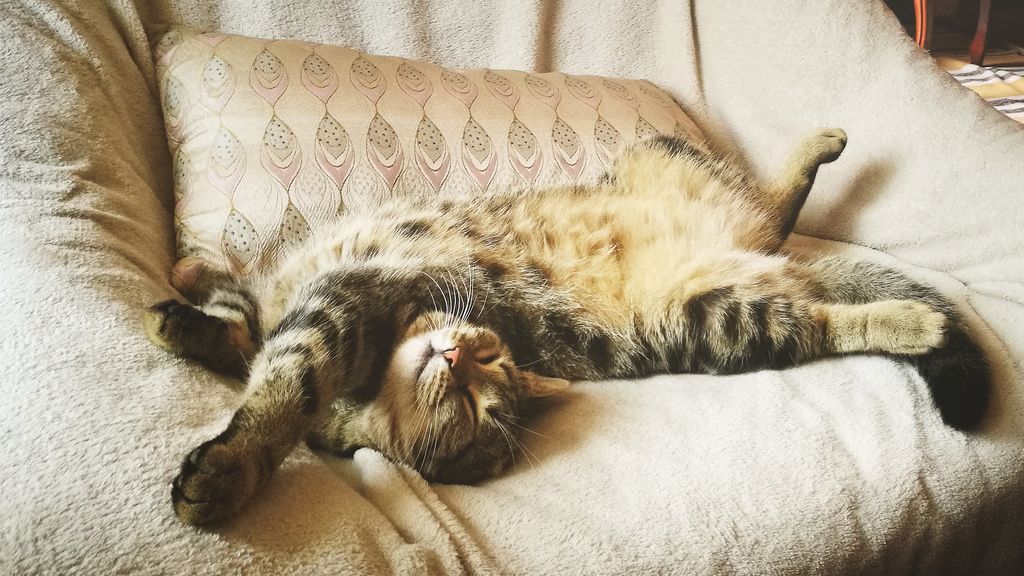 32 funny things cats do | PetsRadar