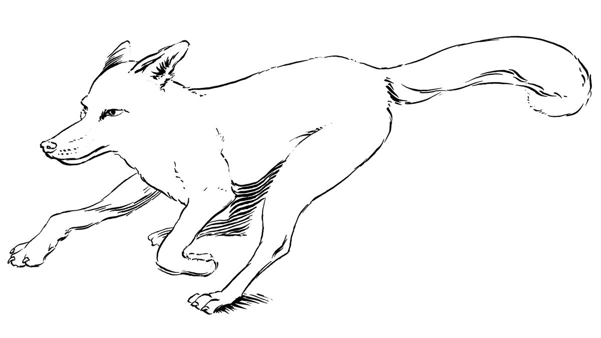 How to draw a fox using Indian ink | Creative Bloq