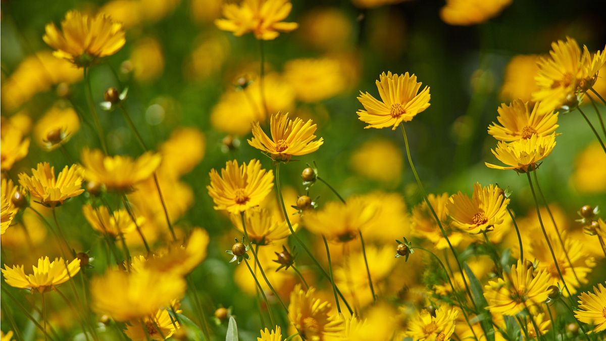 Discover the meaning behind yellow flowers, as we explore their ...