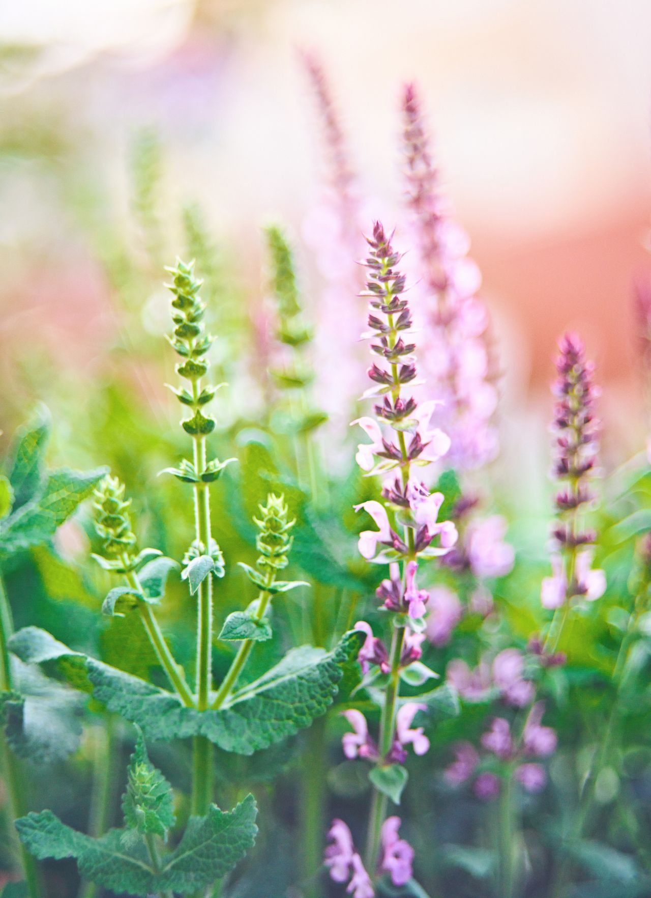 Sarah Raven: The flowers I have that are flourishing superbly, despite ...