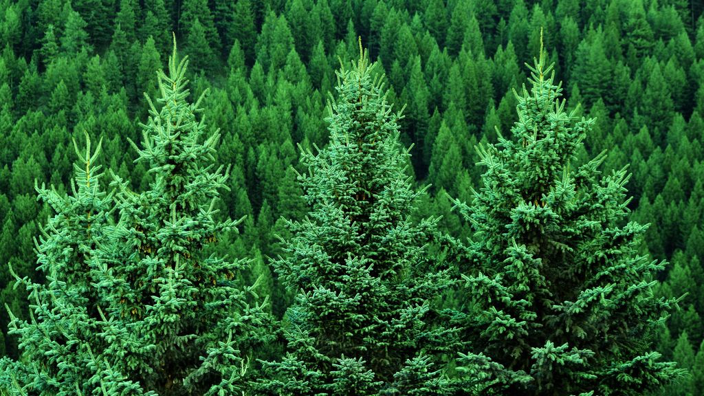 7 best trees and shrubs to soundproof your yard | Tom's Guide