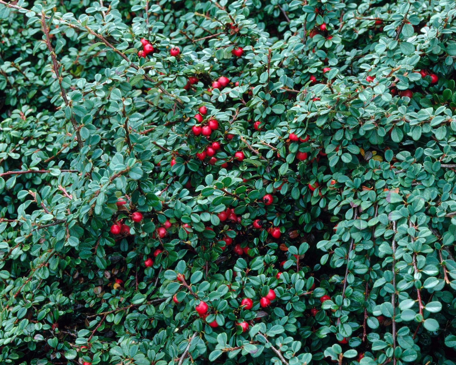 Cotoneaster care and growing guide: expert advice | Gardeningetc